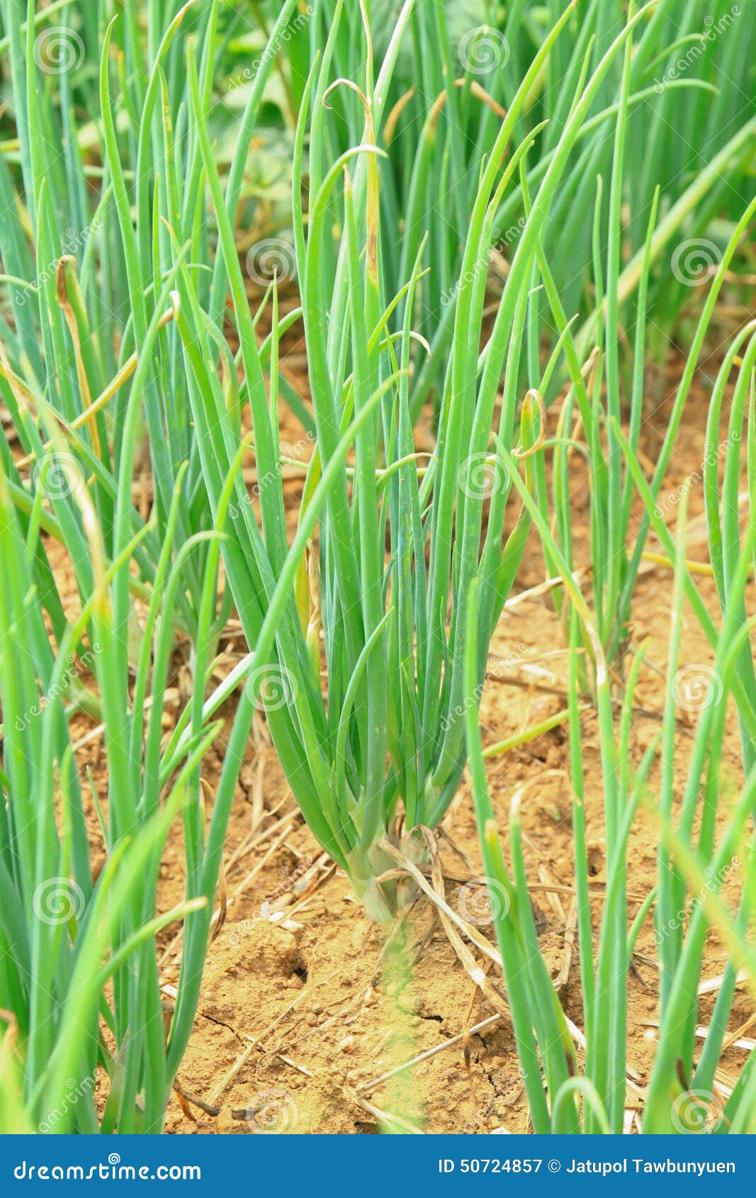Planta de cebollas imagen de archivo. Imagen de verano - 50724857