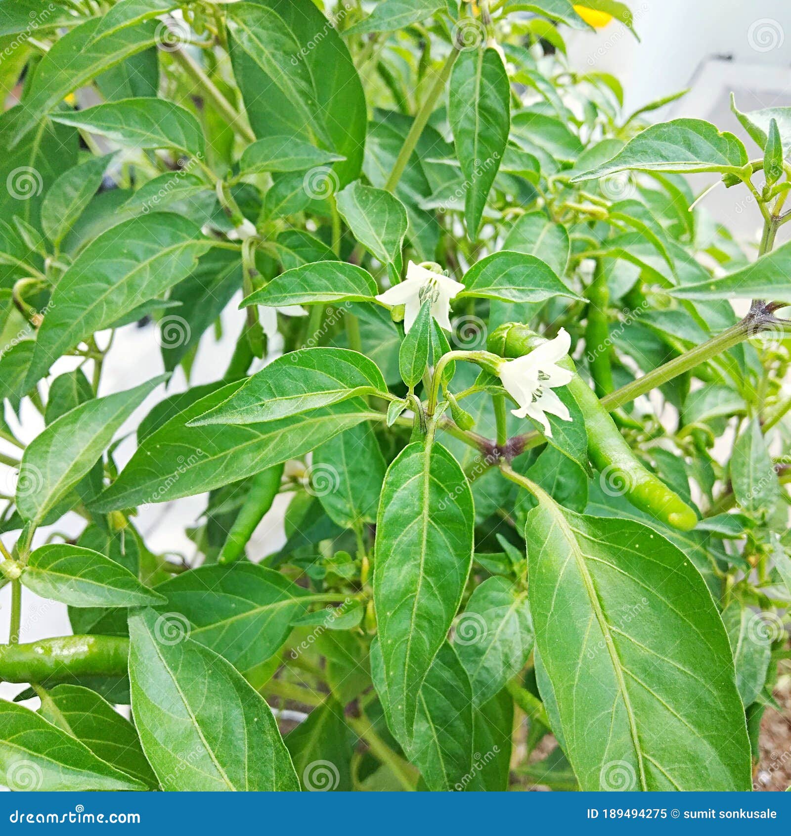 Planta de chile imagen de archivo. Imagen de planta - 189494275