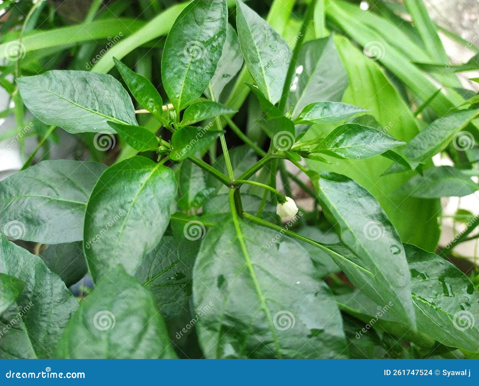 Planta De Chile Con Hermosas Flores Blancas Foto de archivo - Imagen de ...