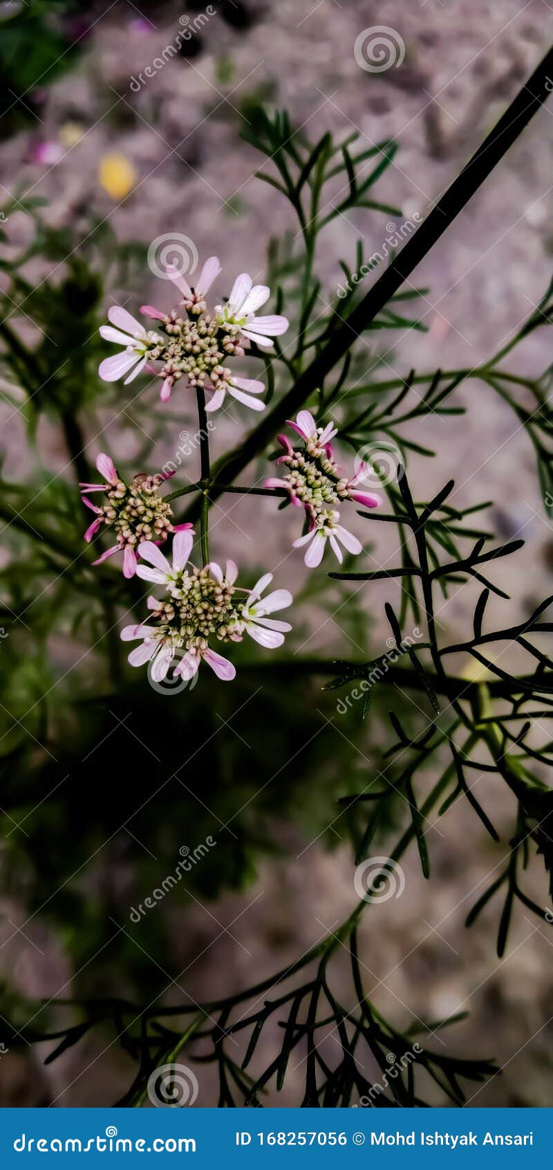 Planta De Cilantro Con Flor Foto de archivo - Imagen de flor, coriandro ...