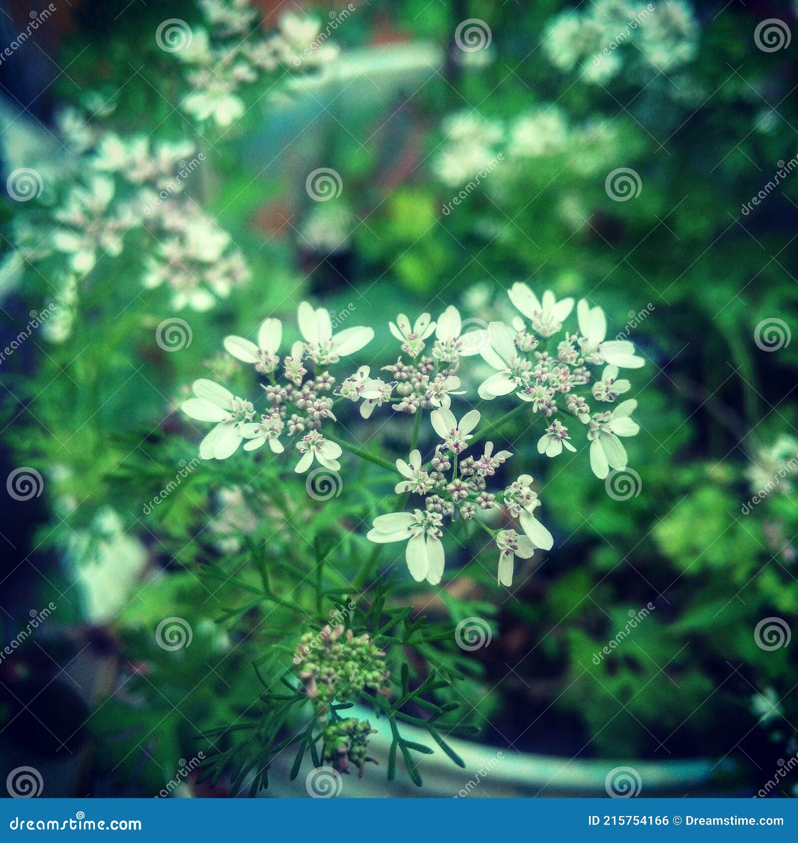 Planta De Cilantro Con Flores Foto de archivo - Imagen de cubo, planta ...