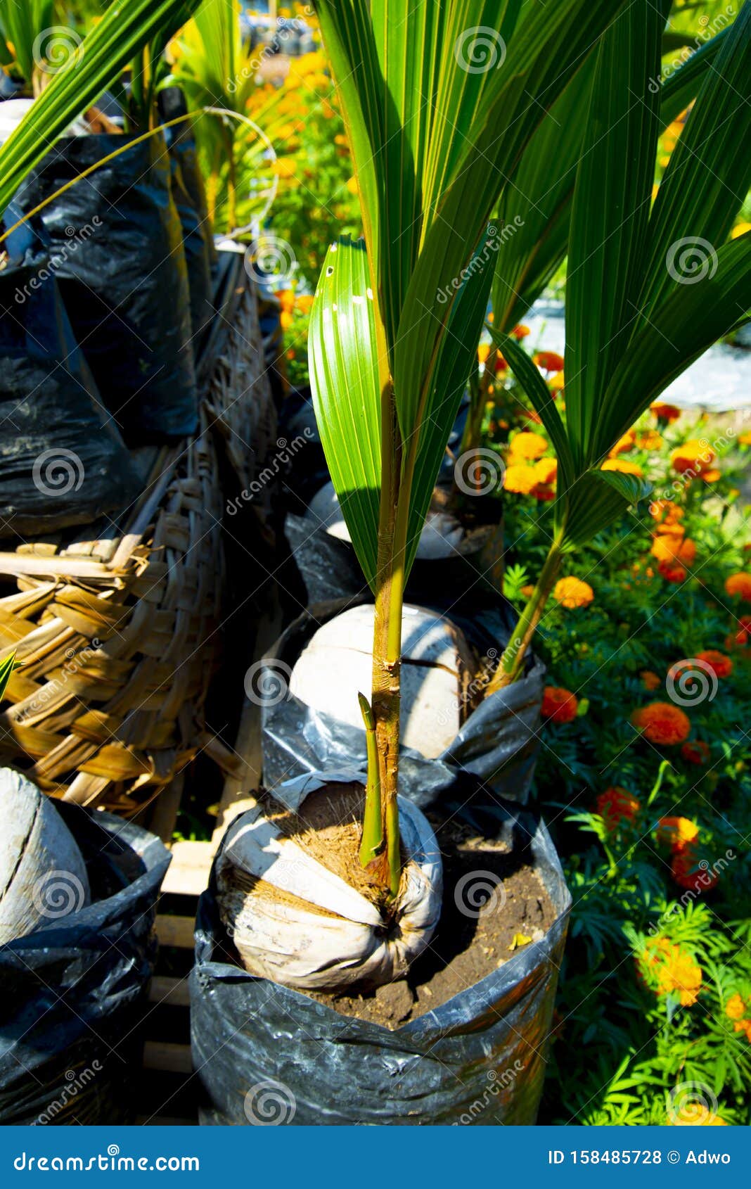Planta de coco foto de archivo. Imagen de cubo, verano - 158485728
