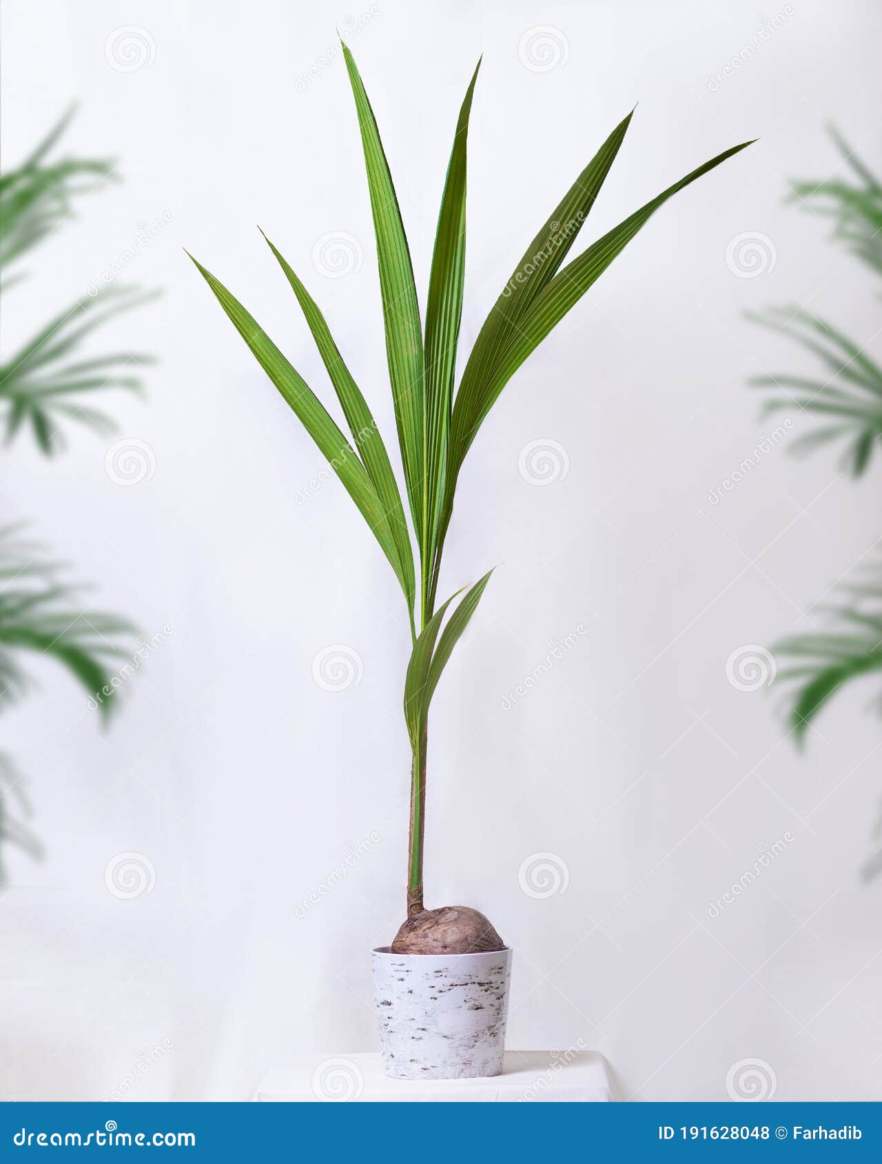 Planta de coco de coco foto de archivo. Imagen de pastel - 191628048