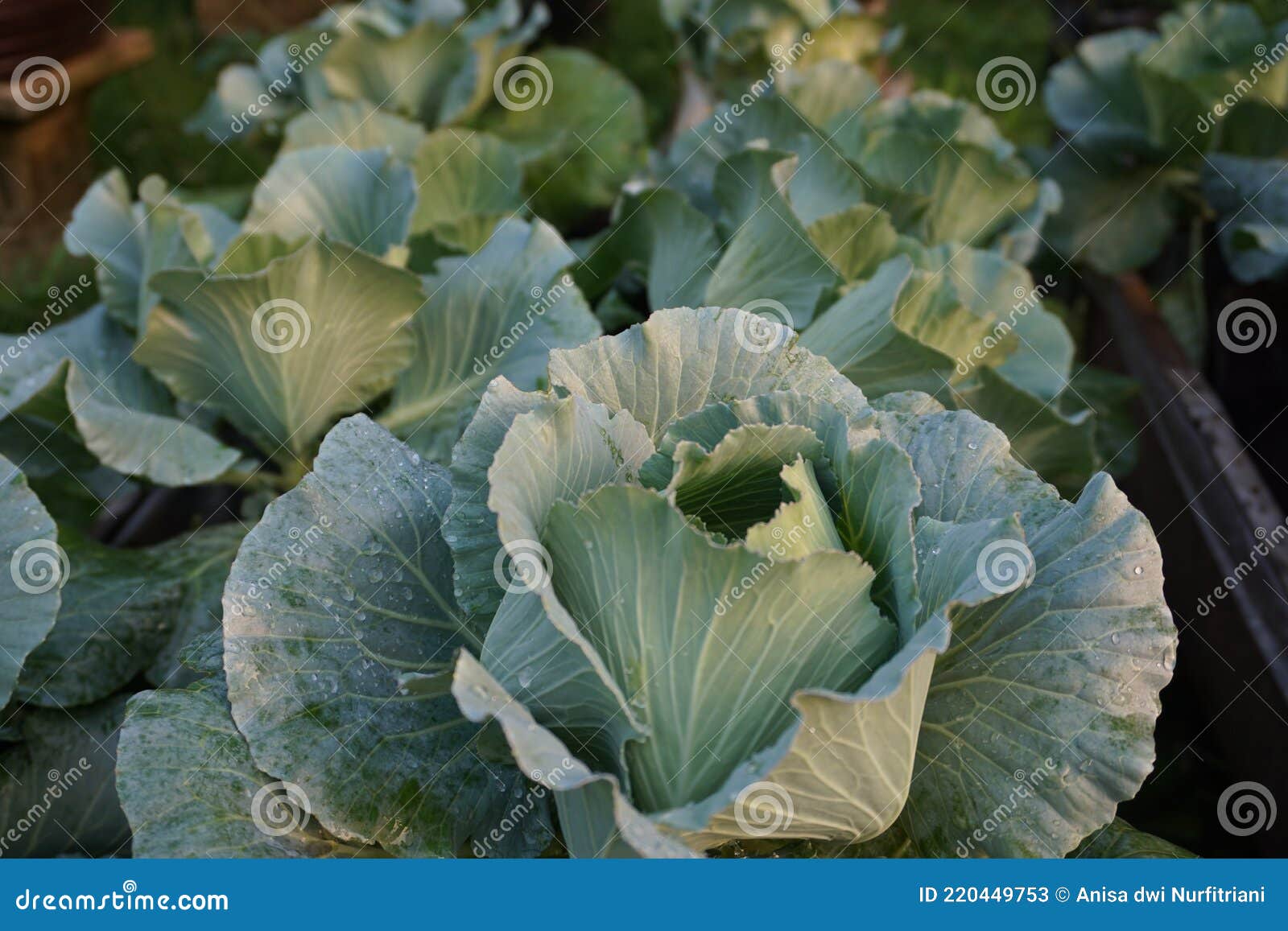 Planta de col en mi patio imagen de archivo. Imagen de fruta - 220449753