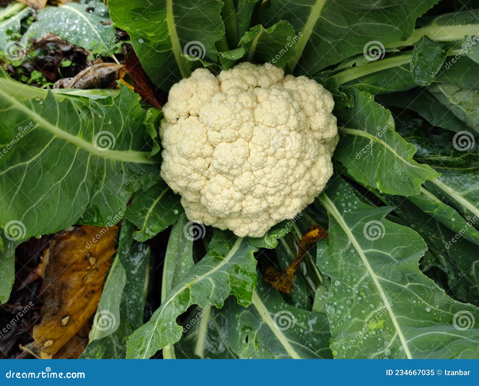 Planta de coliflor fresca imagen de archivo. Imagen de sano - 234667035