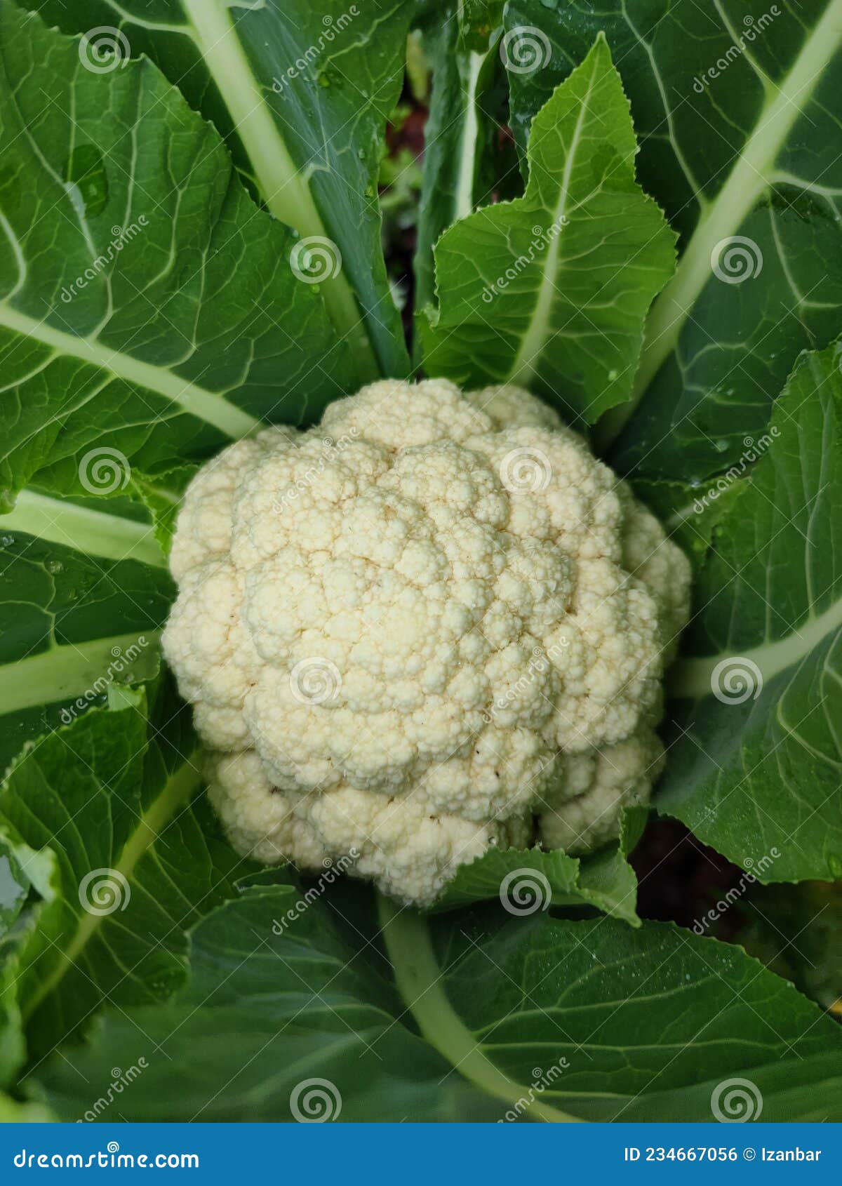 Planta de coliflor fresca foto de archivo. Imagen de cubo - 234667056