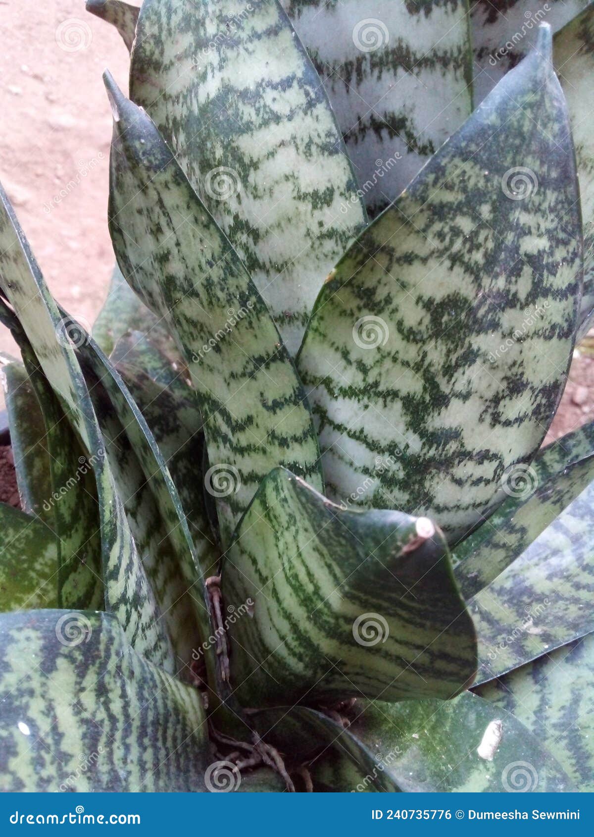 Planta de color verde foto de archivo. Imagen de verde - 240735776