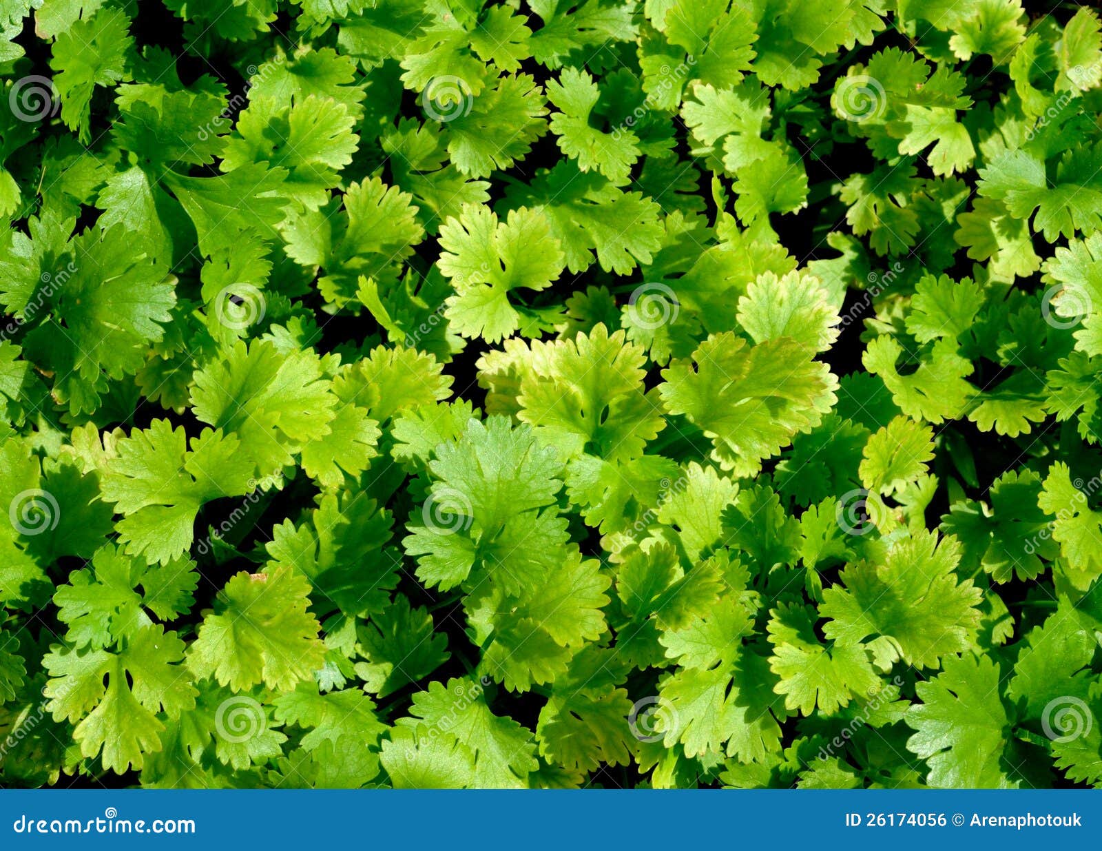 Planta de coriandro. foto de archivo. Imagen de joven - 26174056