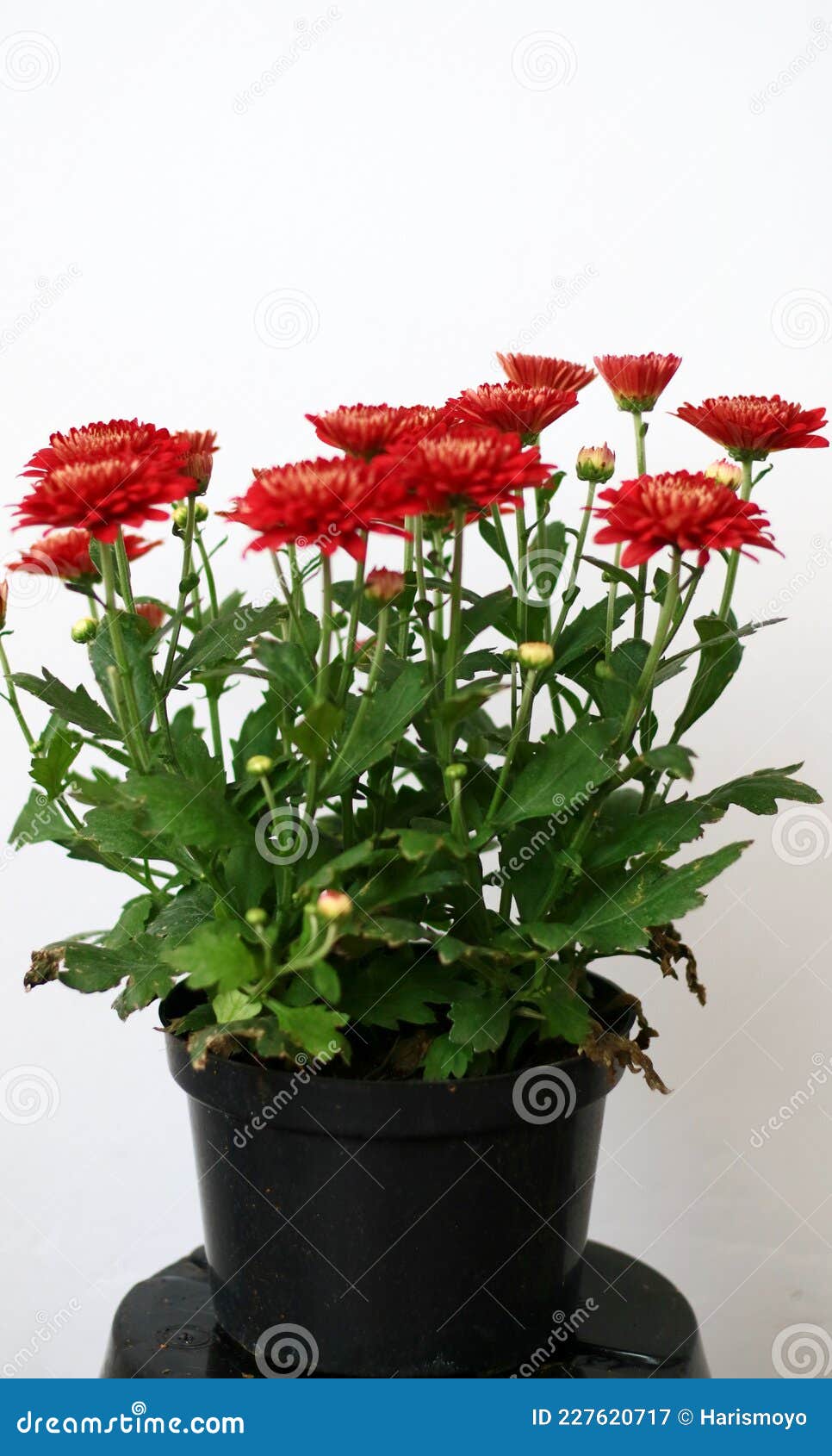 Planta de crisantemo rojo imagen de archivo. Imagen de floral - 227620717