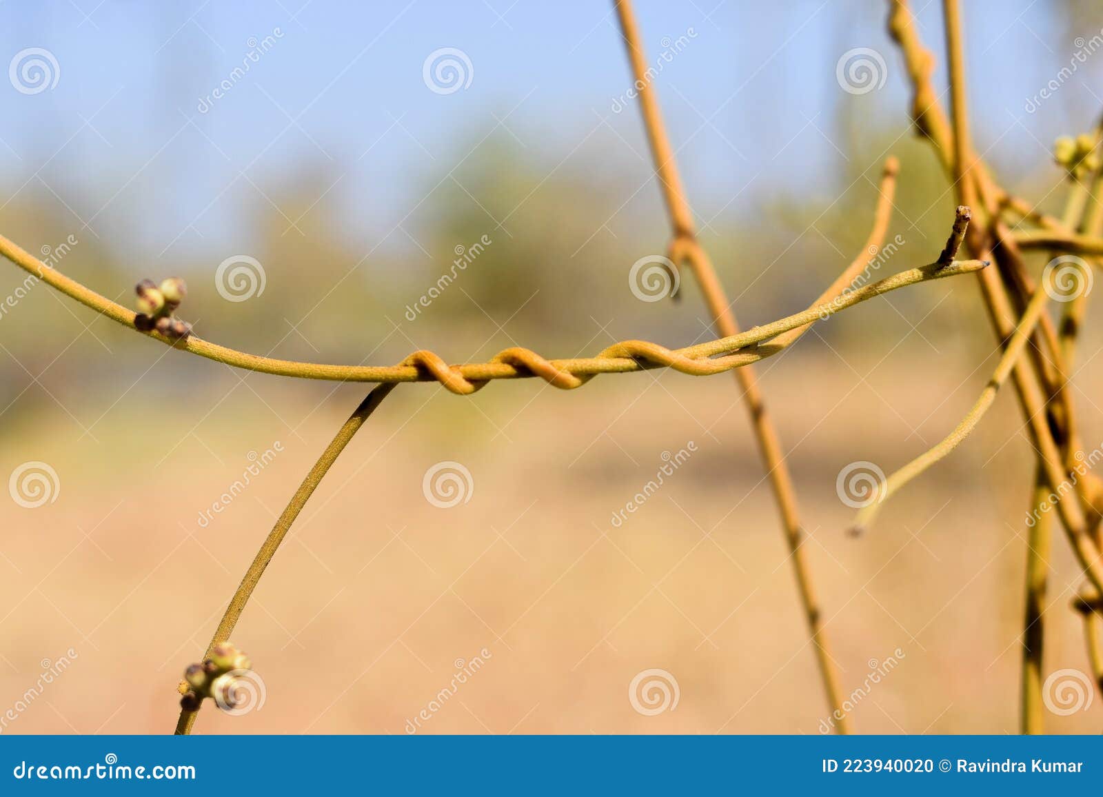 Planta de dodder o amarbel foto de archivo. Imagen de esquivador ...