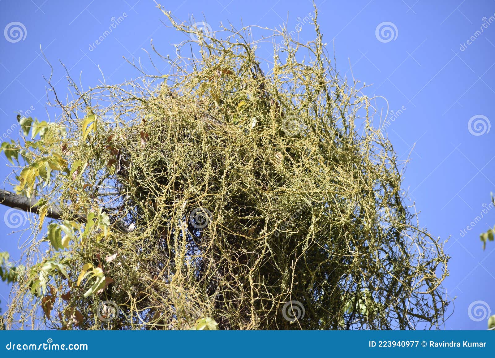 Planta de dodder o amarbel imagen de archivo. Imagen de verde - 223940977