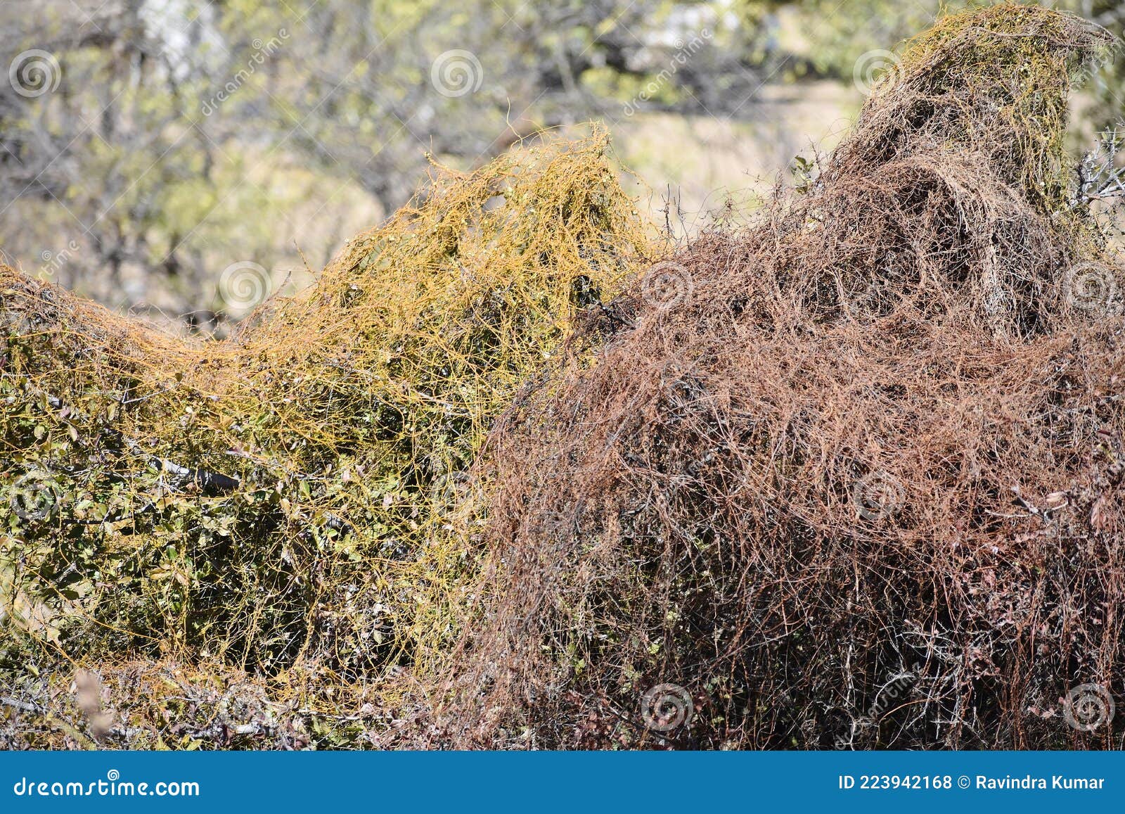 Planta de dodder o amarbel foto de archivo. Imagen de exterior - 223942168