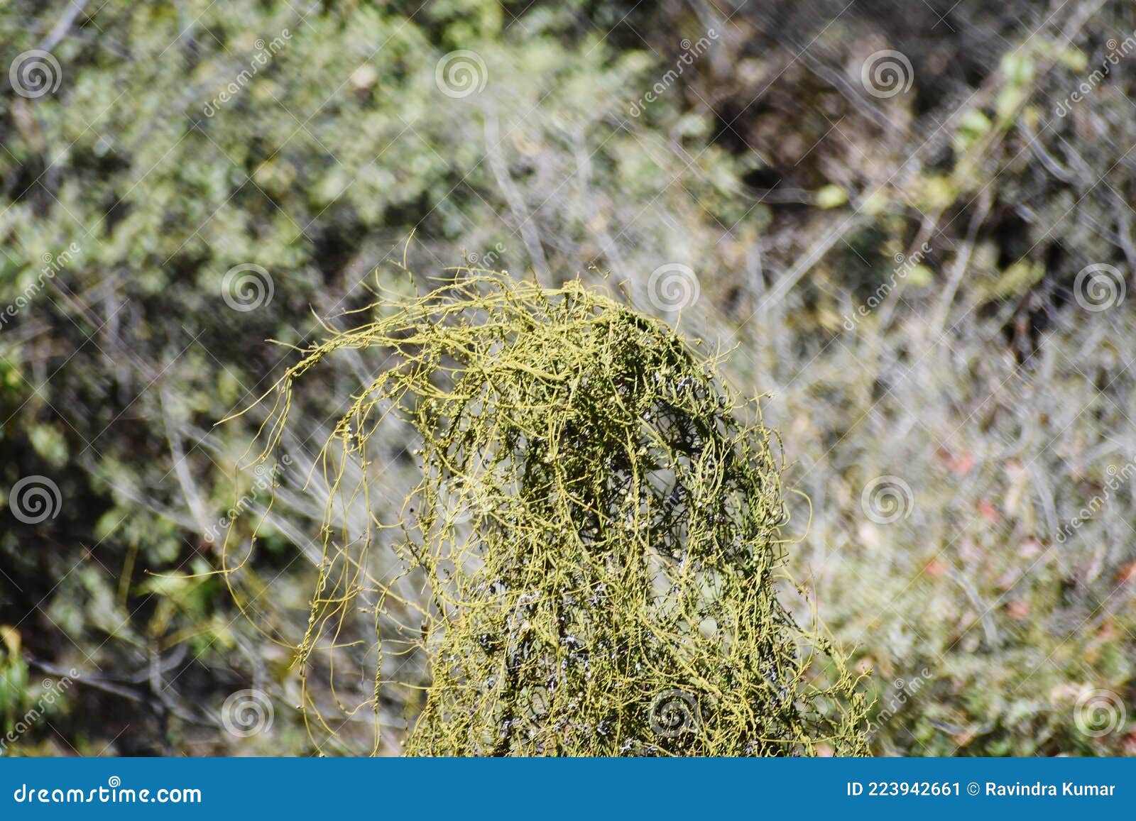 Planta de dodder o amarbel imagen de archivo. Imagen de exterior ...