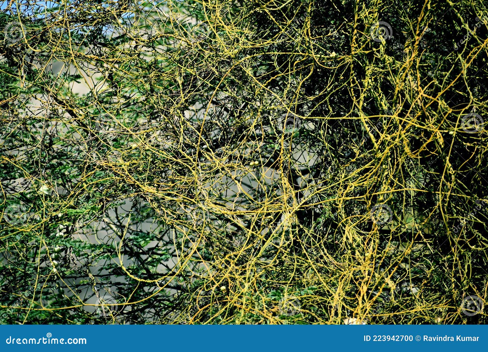 Planta de dodder o amarbel foto de archivo. Imagen de planta - 223942700