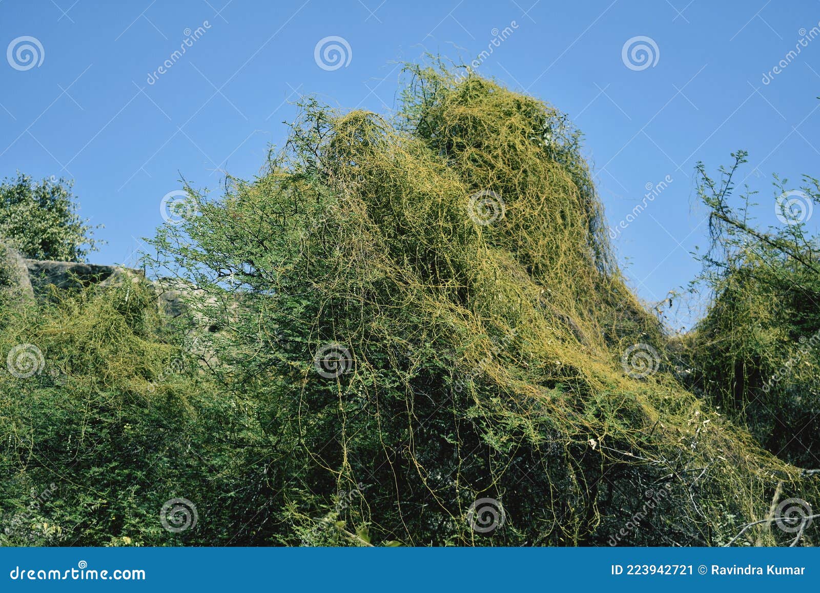 Planta de dodder o amarbel imagen de archivo. Imagen de verde - 223942721