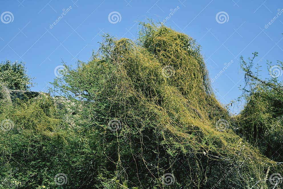 Planta de dodder o amarbel imagen de archivo. Imagen de verde - 223942721