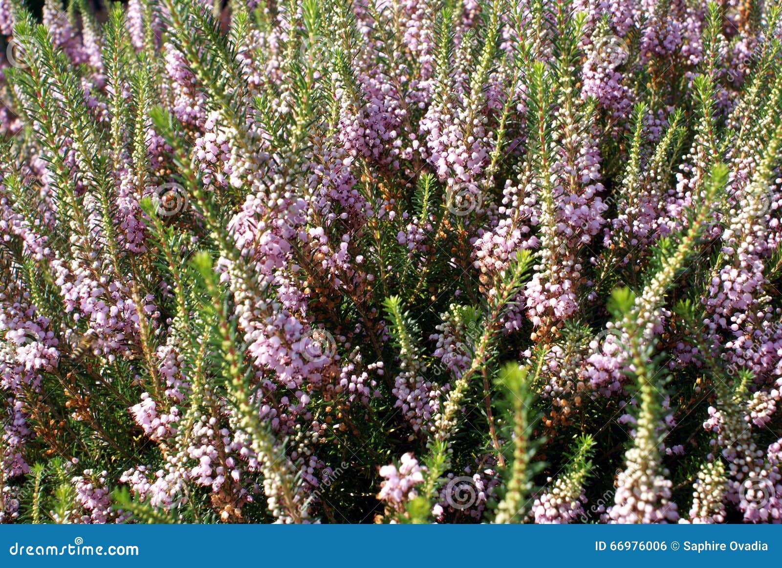 Planta de Erica foto de archivo. Imagen de erica, arbusto - 66976006