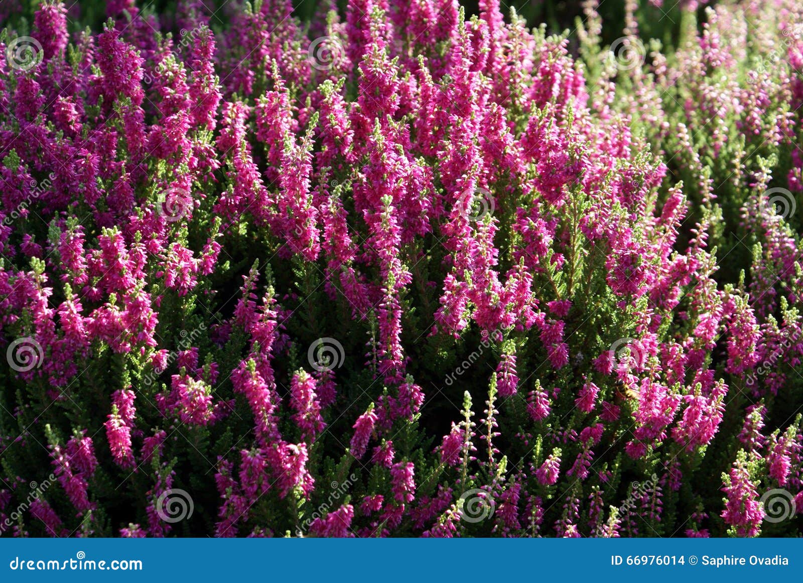 Planta de Erica foto de archivo. Imagen de paisaje, exterior - 66976014