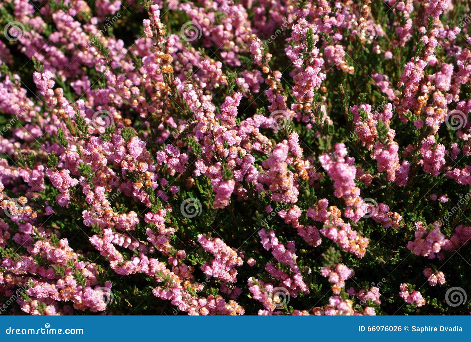 Planta de Erica foto de archivo. Imagen de arbusto, flores - 66976026