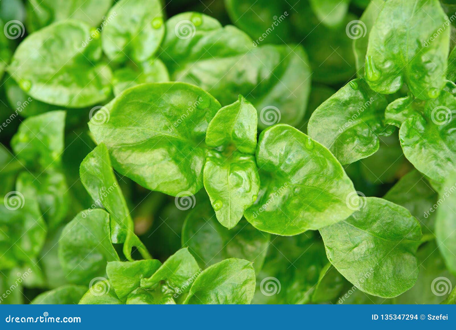 Planta De Espinaca Brasileña Foto de archivo - Imagen de verdes ...