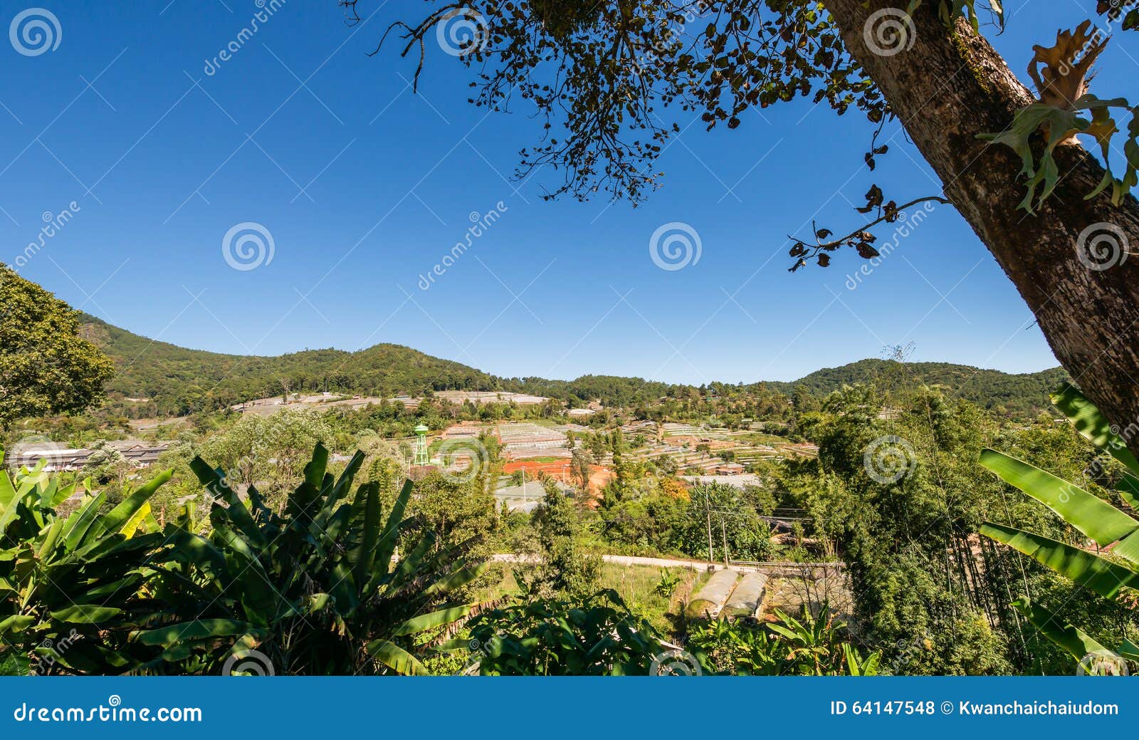 Planta De Estufa, Projeto Real, Doi Inthanon, Foto de Stock - Imagem de ...