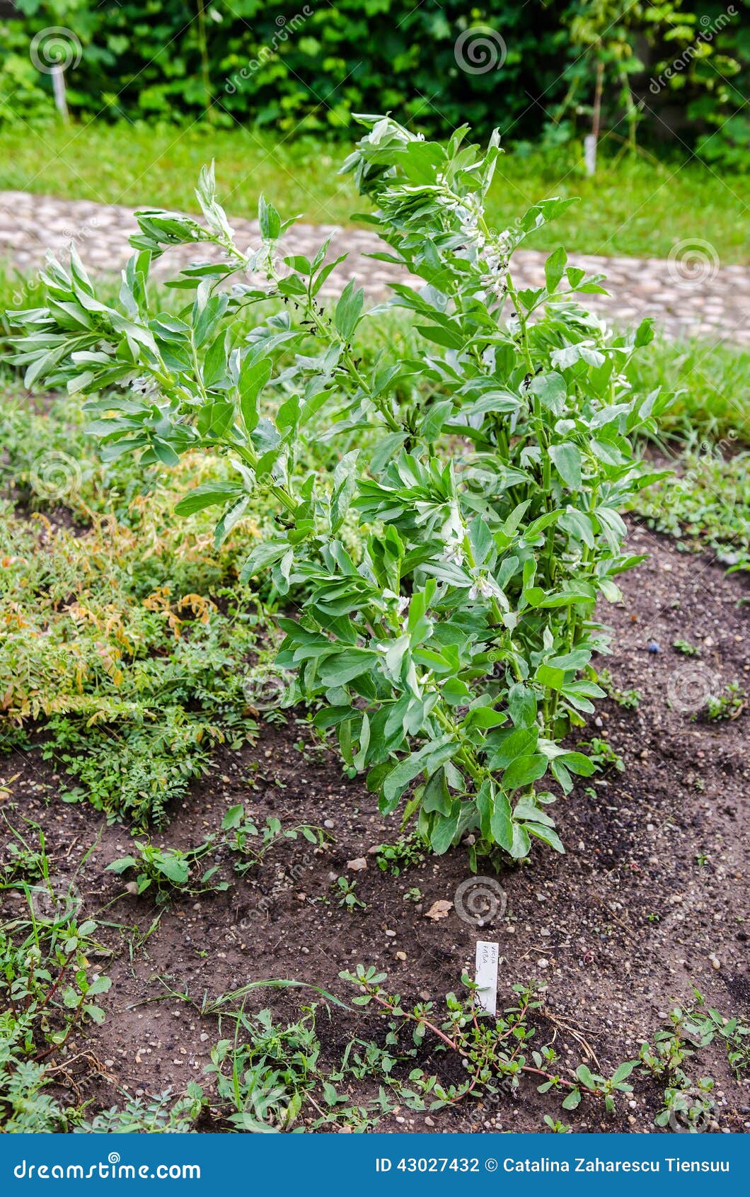 Planta de fava foto de stock. Imagem de planta, folhas - 43027432