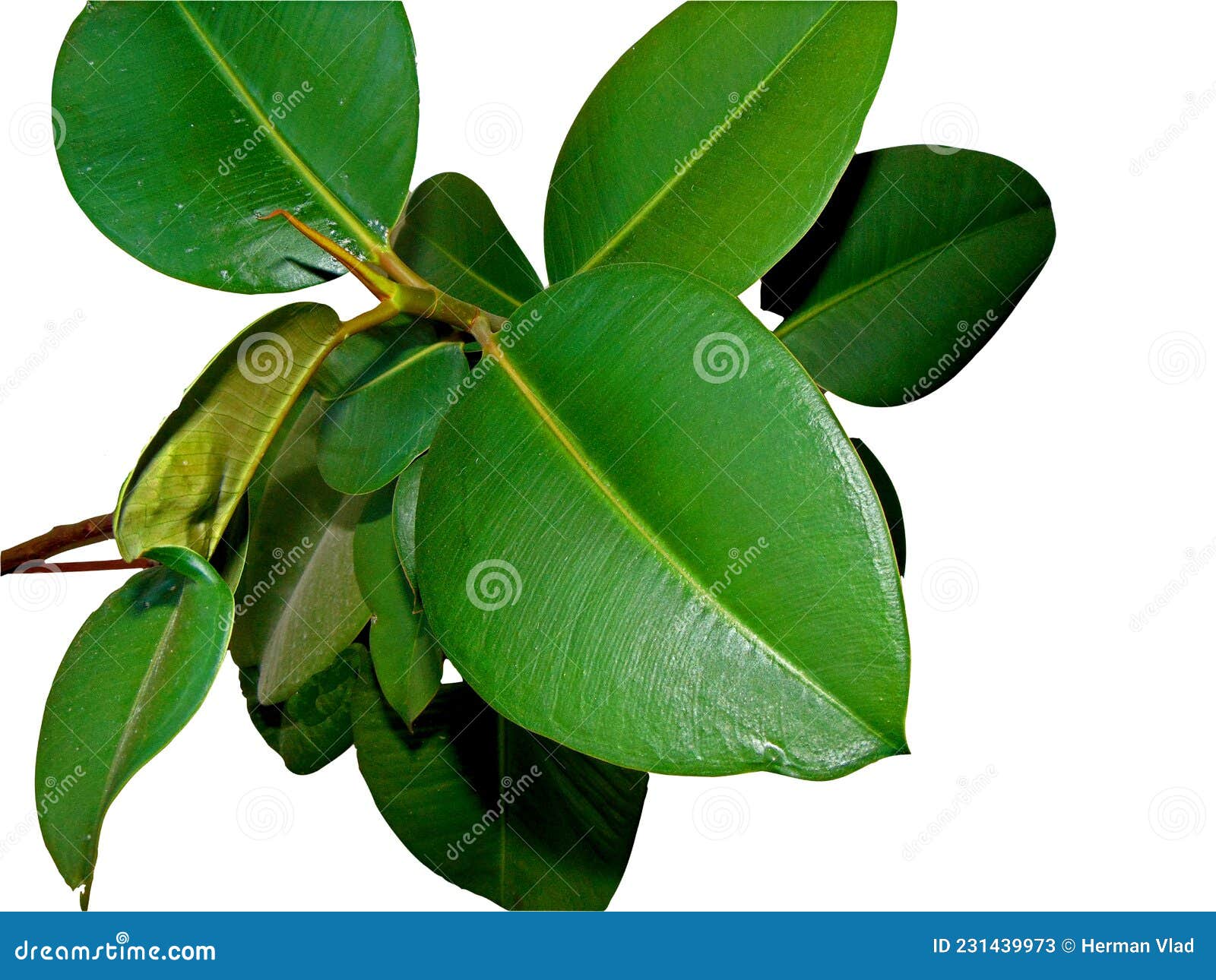 Planta De Ficus Elastica Aislada En Blanco Imagen de archivo - Imagen ...