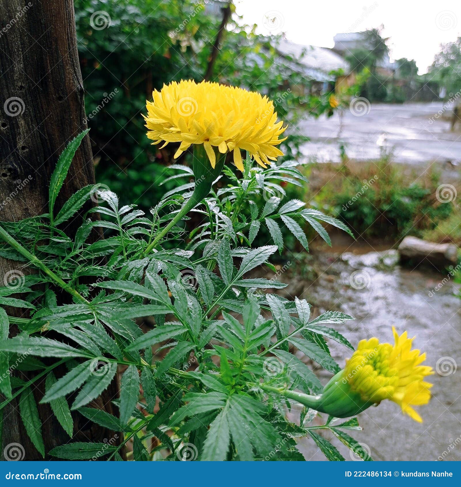 Planta De Flor De Marigold. Foto de Stock - Imagem de floresta, outono ...