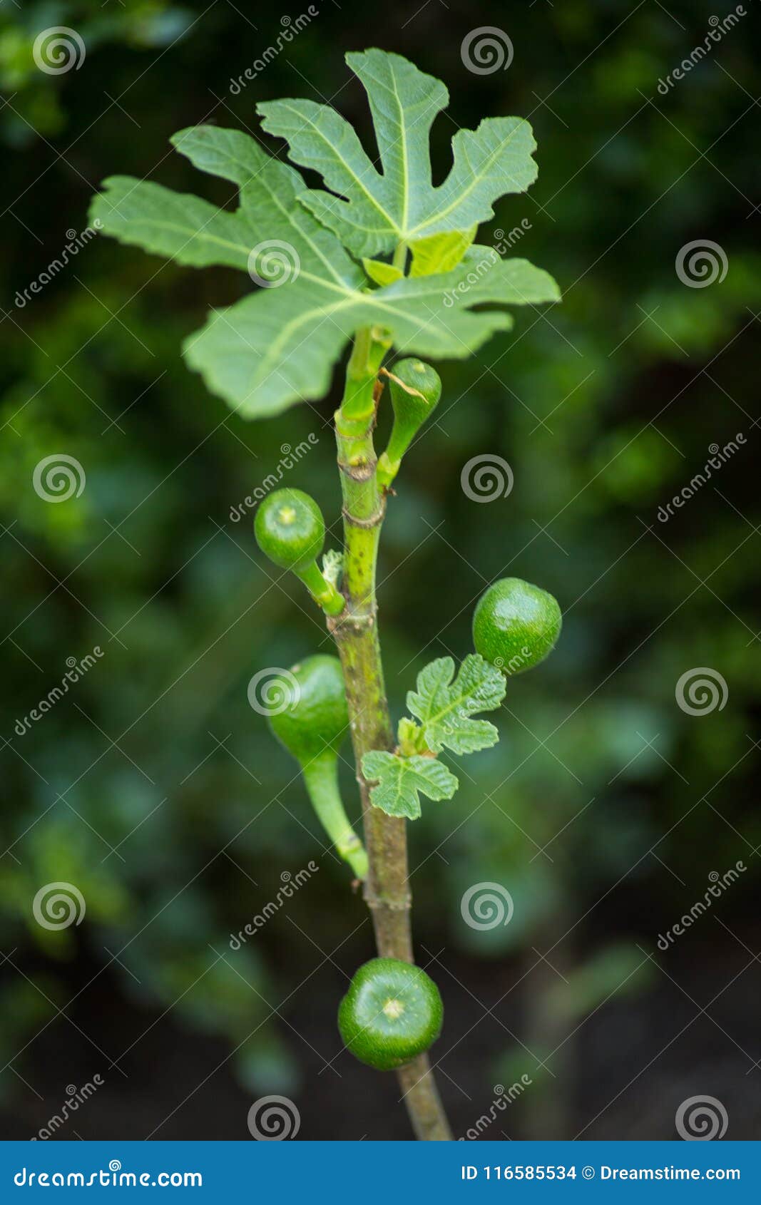Planta De Florecimiento Del Higo Foto de archivo - Imagen de planta ...