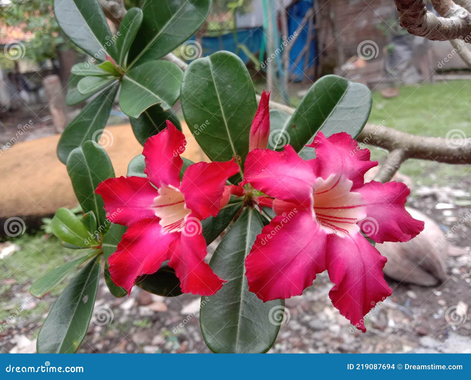 Planta De Flores De Adenium Obesum Foto De Stock Imagem De Alimento