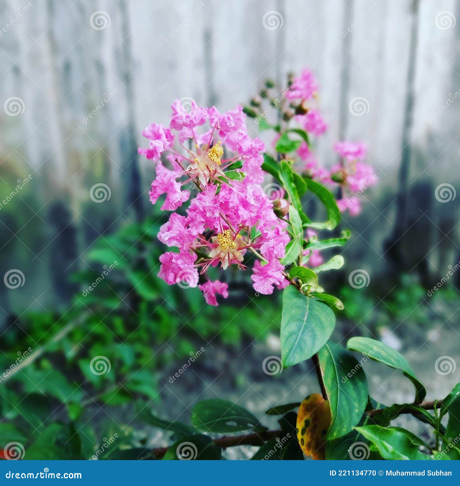Planta De Flores Air Sakura Foto de archivo - Imagen de planta, prado ...