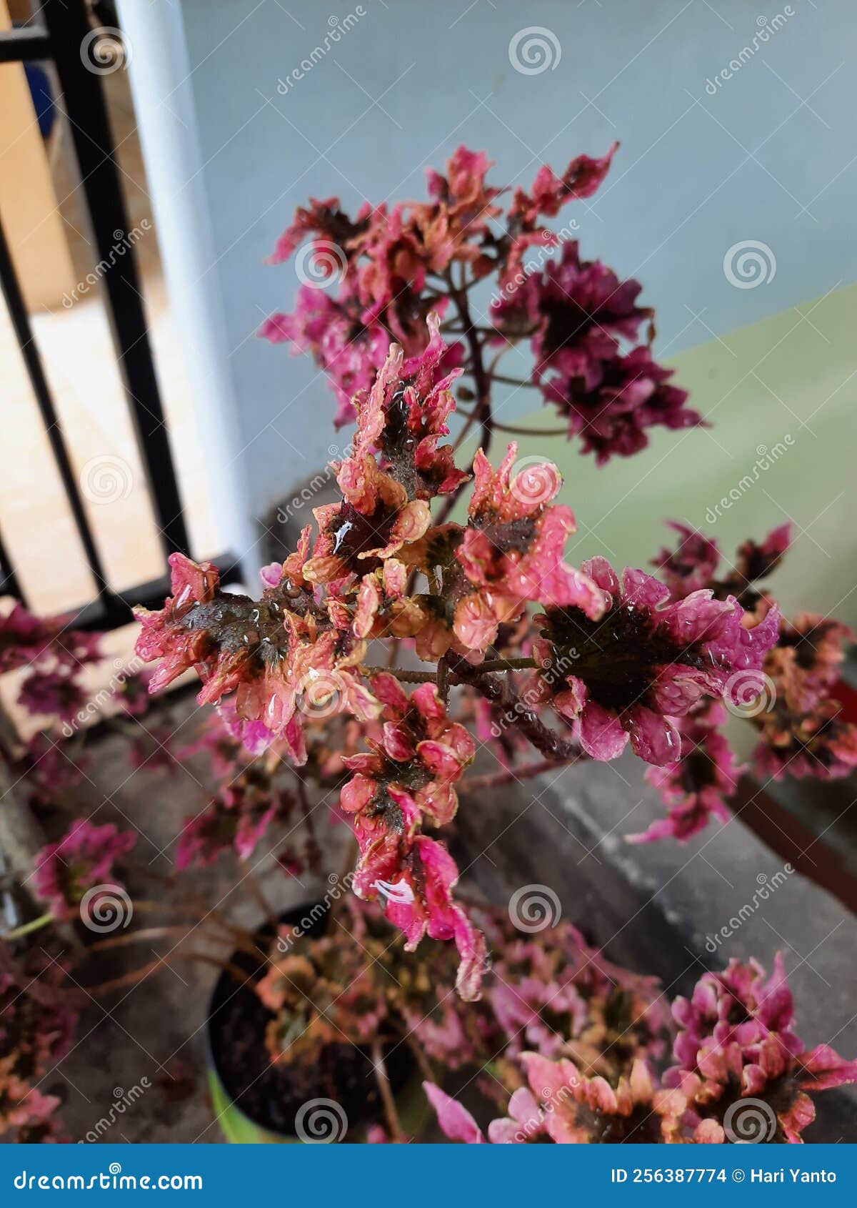 Planta de flores hermosas foto de archivo. Imagen de lila - 256387774