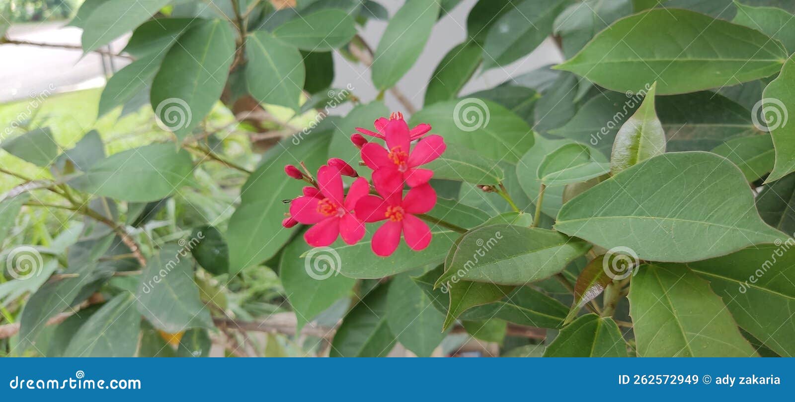 Planta De Flores Rojas Jatropha Integerrima Imagen de archivo - Imagen ...