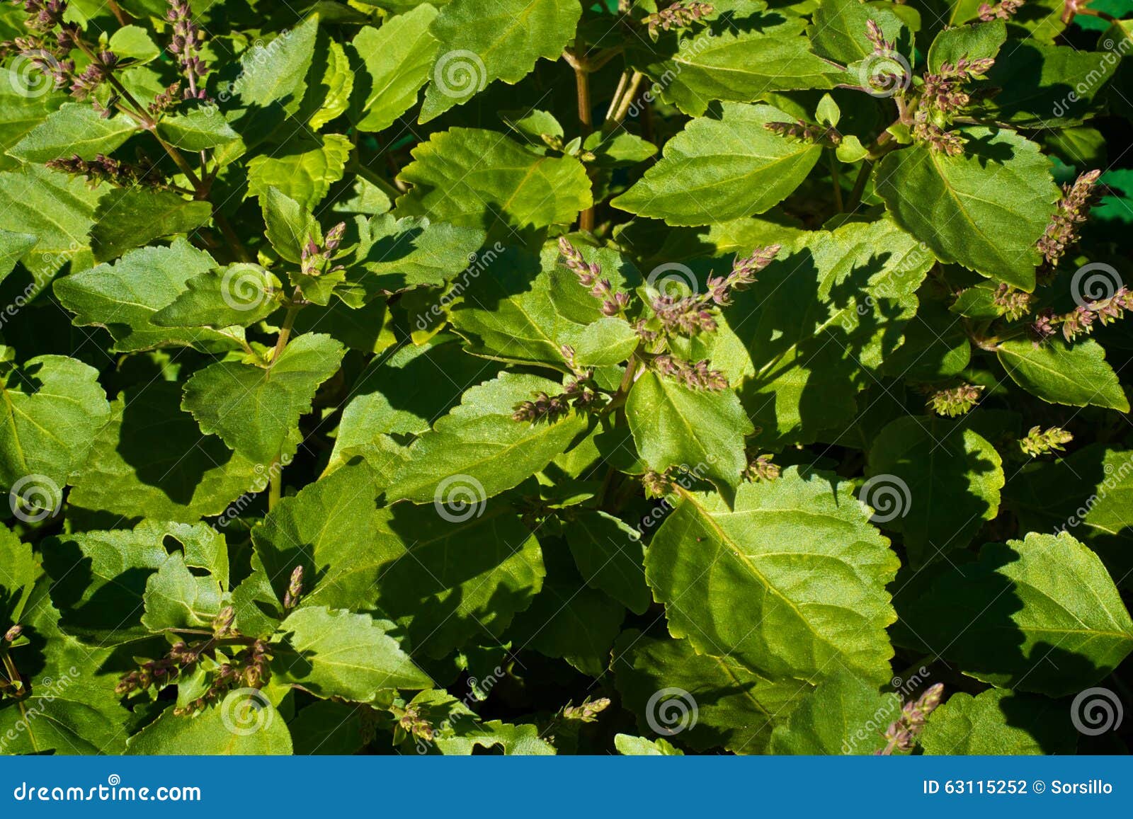Planta De Florescência Do Patchouli Foto de Stock - Imagem de verde ...