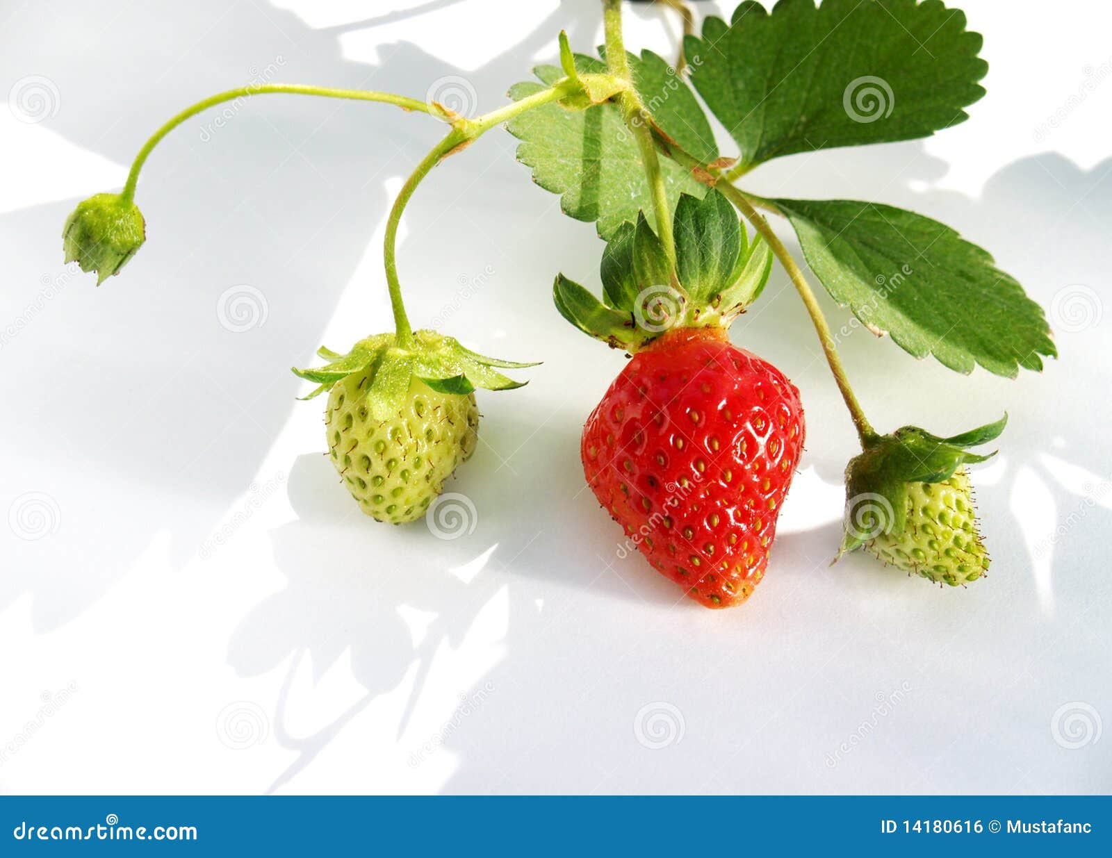 Planta de fresa foto de archivo. Imagen de fruta, backyard - 14180616