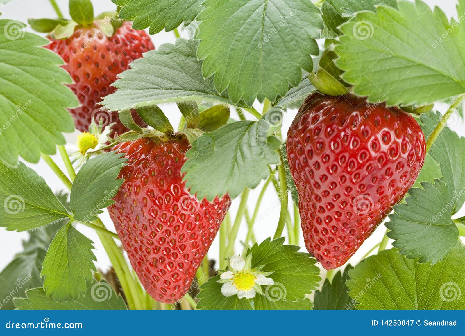 Planta De Fresa Fotografía de archivo libre de regalías - Imagen: 14250047