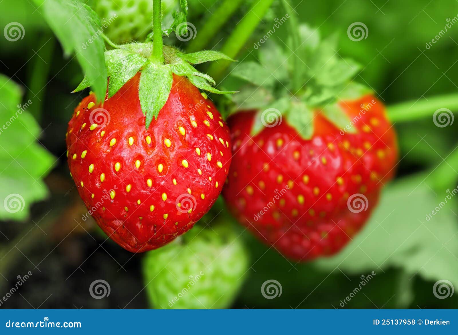 Planta de fresa foto de archivo. Imagen de fruta, cubo - 25137958