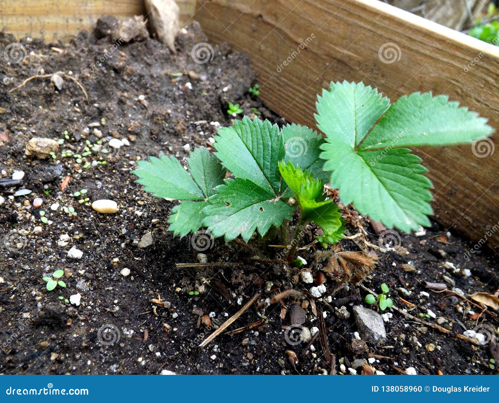 Planta de fresa verde foto de archivo. Imagen de verde - 138058960