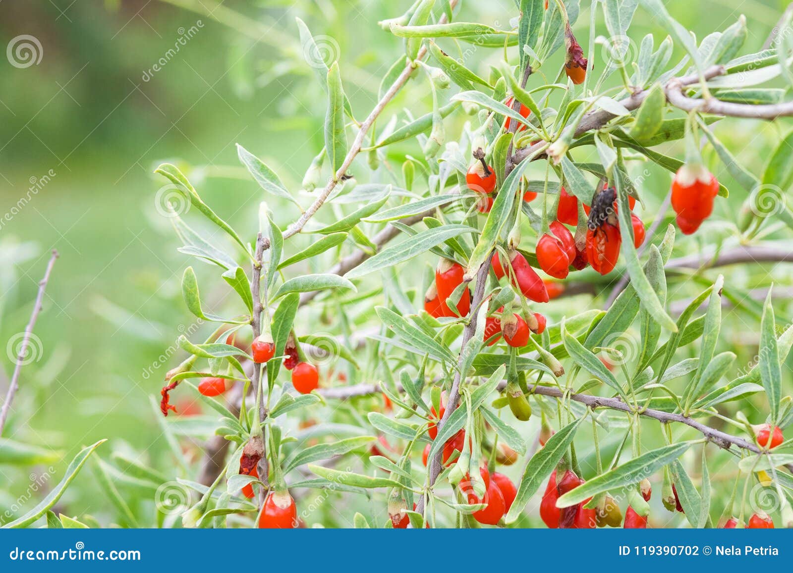 Planta De Goji Con Las Frutas Foto de archivo - Imagen de travieso ...