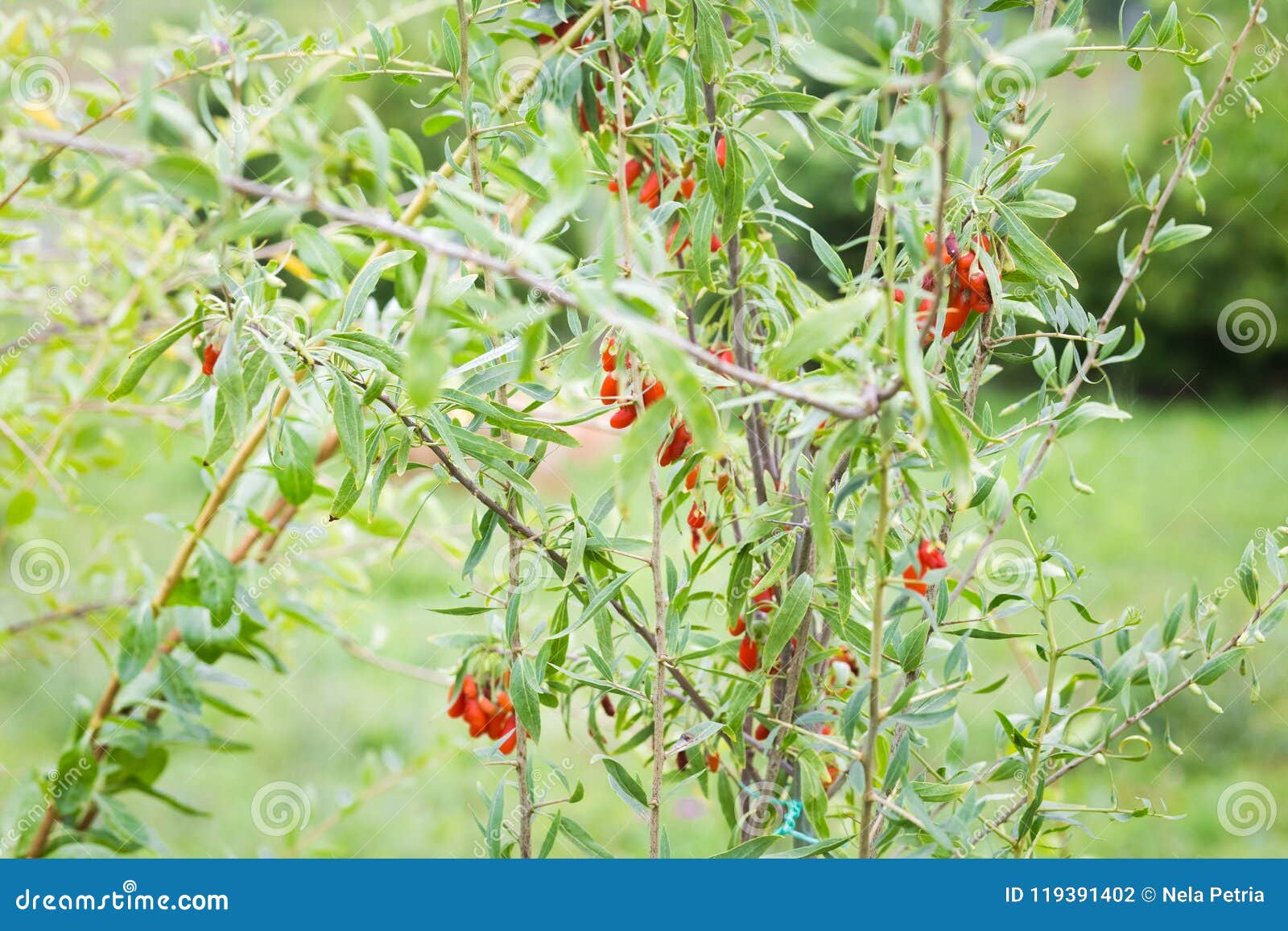 Planta De Goji Con Las Frutas Foto de archivo - Imagen de medicinal ...