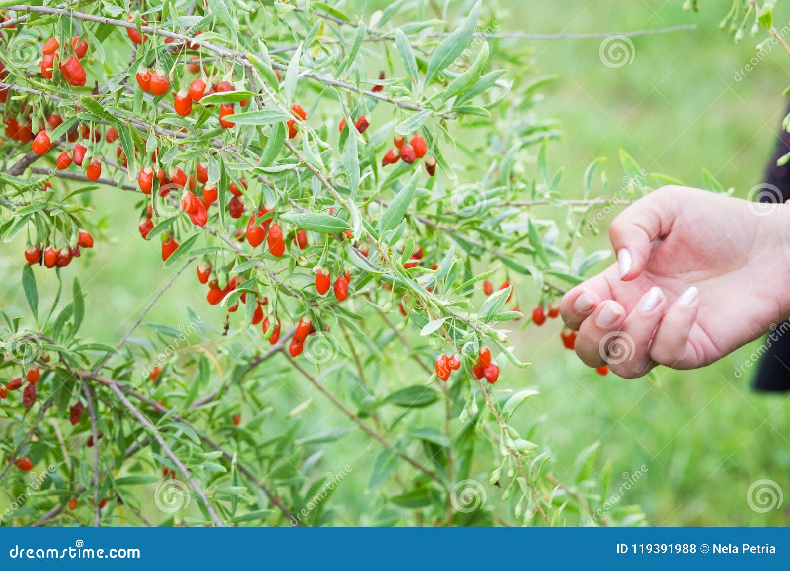 Planta De Goji Con Las Frutas Foto de archivo - Imagen de fruta ...