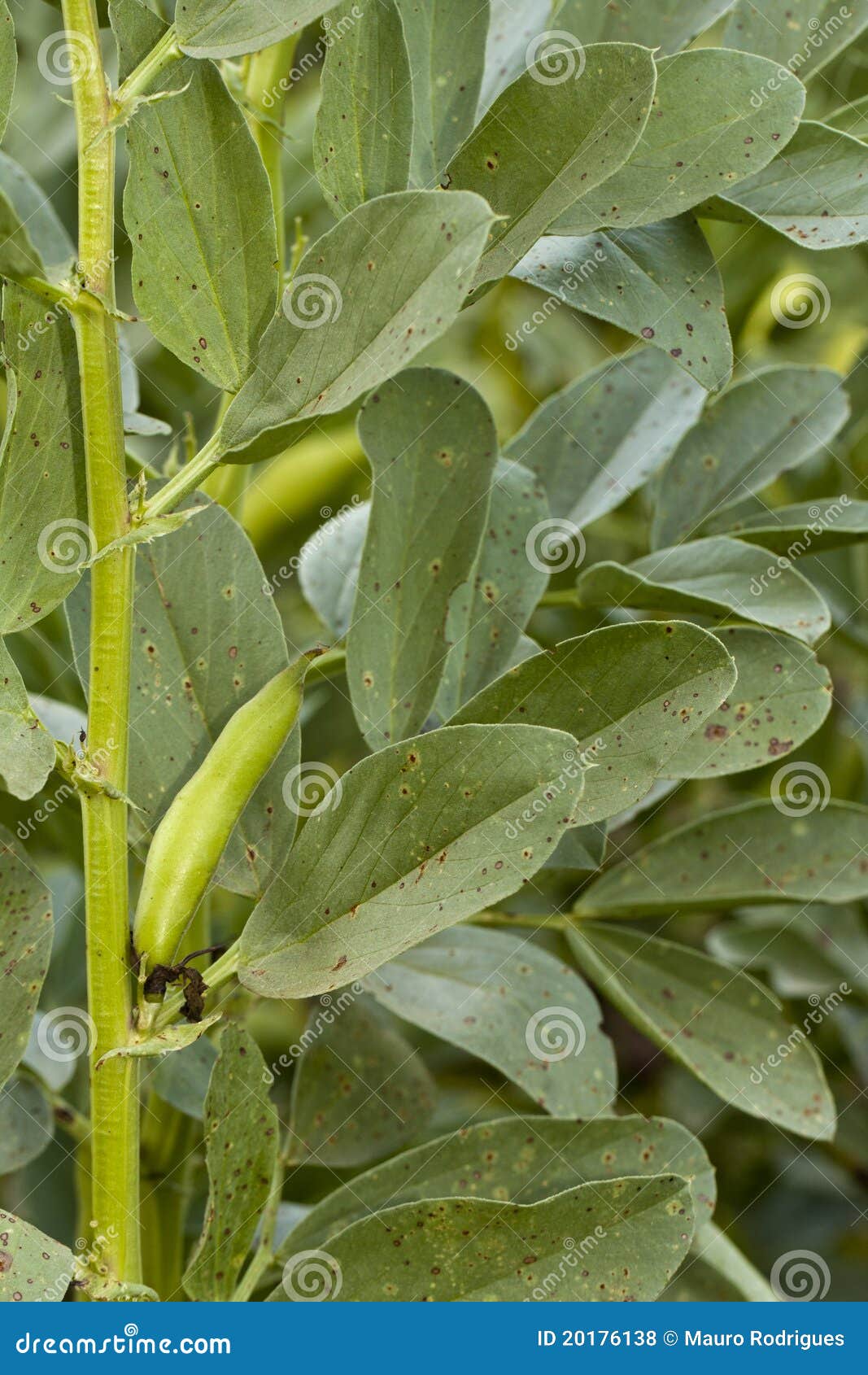 Planta de haba de Fava foto de archivo. Imagen de farming - 20176138
