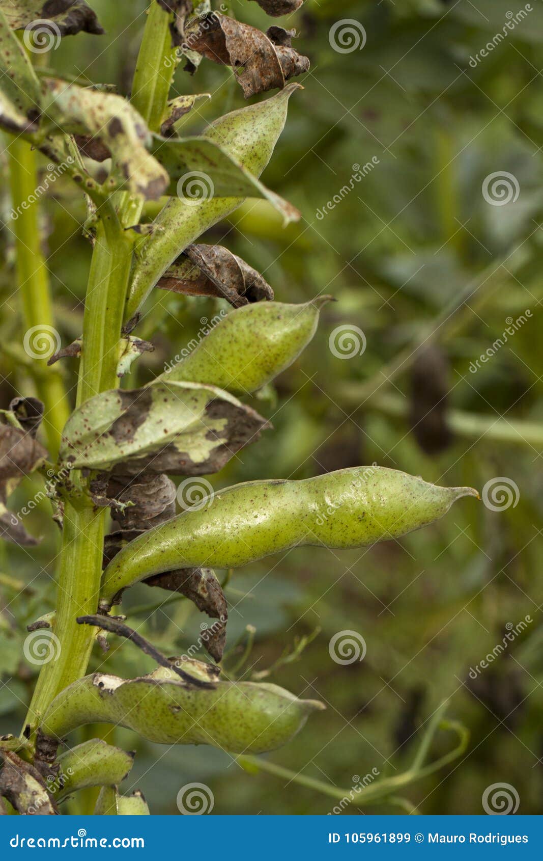 Planta de haba de Fava imagen de archivo. Imagen de agricultura - 105961899