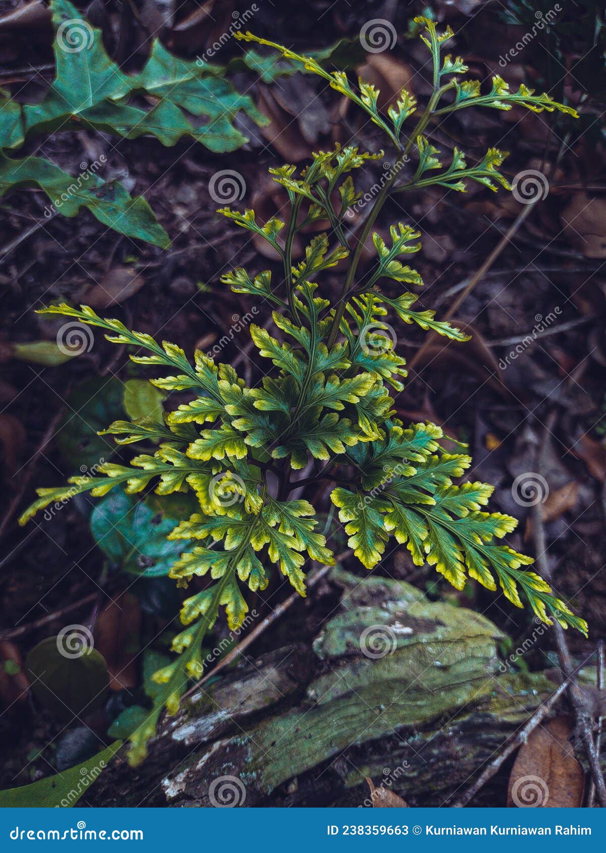 Planta De Helechos Naturales Imagen de archivo - Imagen de cubo ...