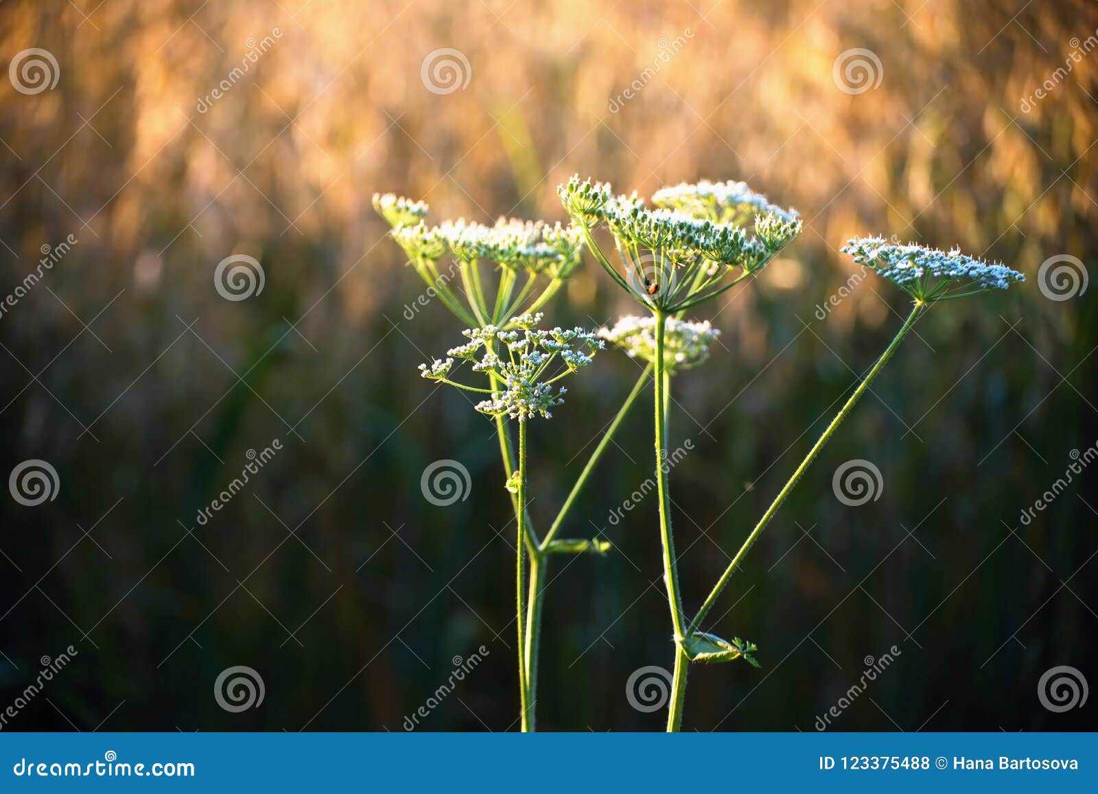 Planta de Hogweed no campo foto de stock. Imagem de inseto - 123375488