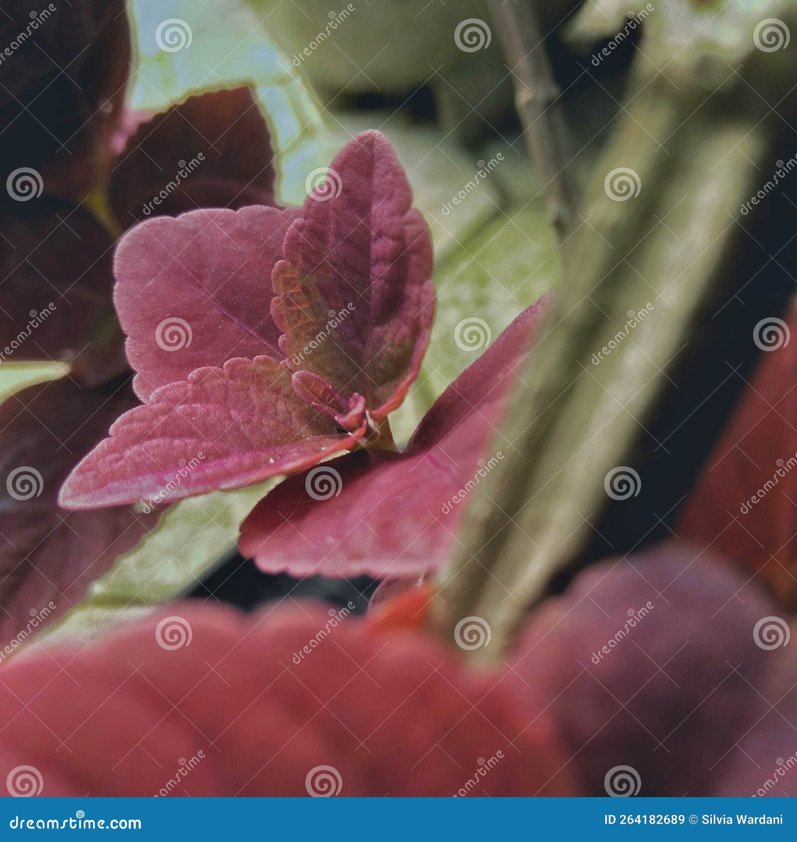 Planta de hojas rojas imagen de archivo. Imagen de wildflower - 264182689