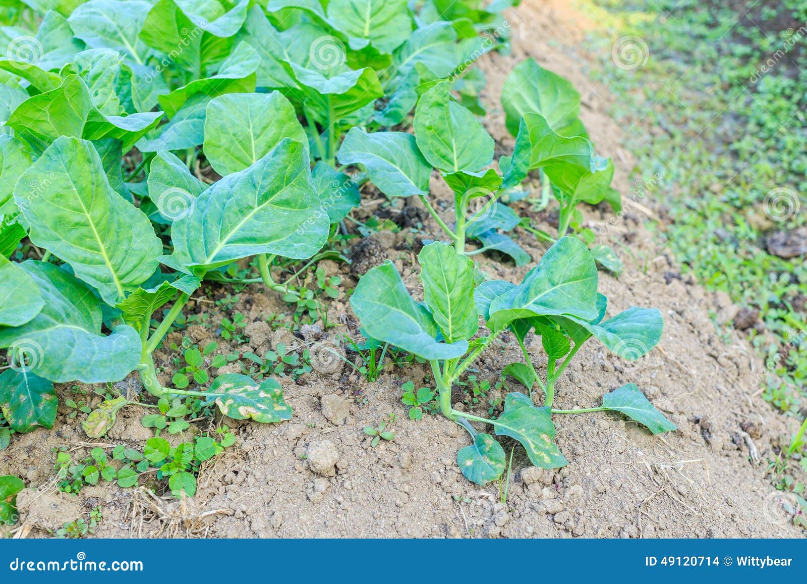 Planta De Huerto De La Col Rizada Foto de archivo - Imagen de hoja ...