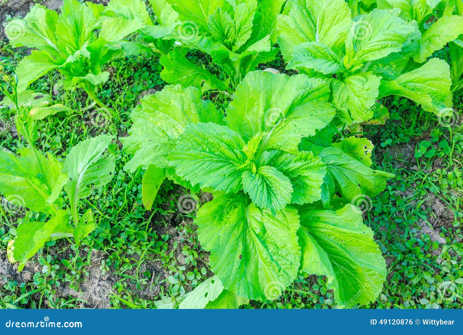 Planta De Huerto De La Col Rizada Foto de archivo - Imagen de travieso ...