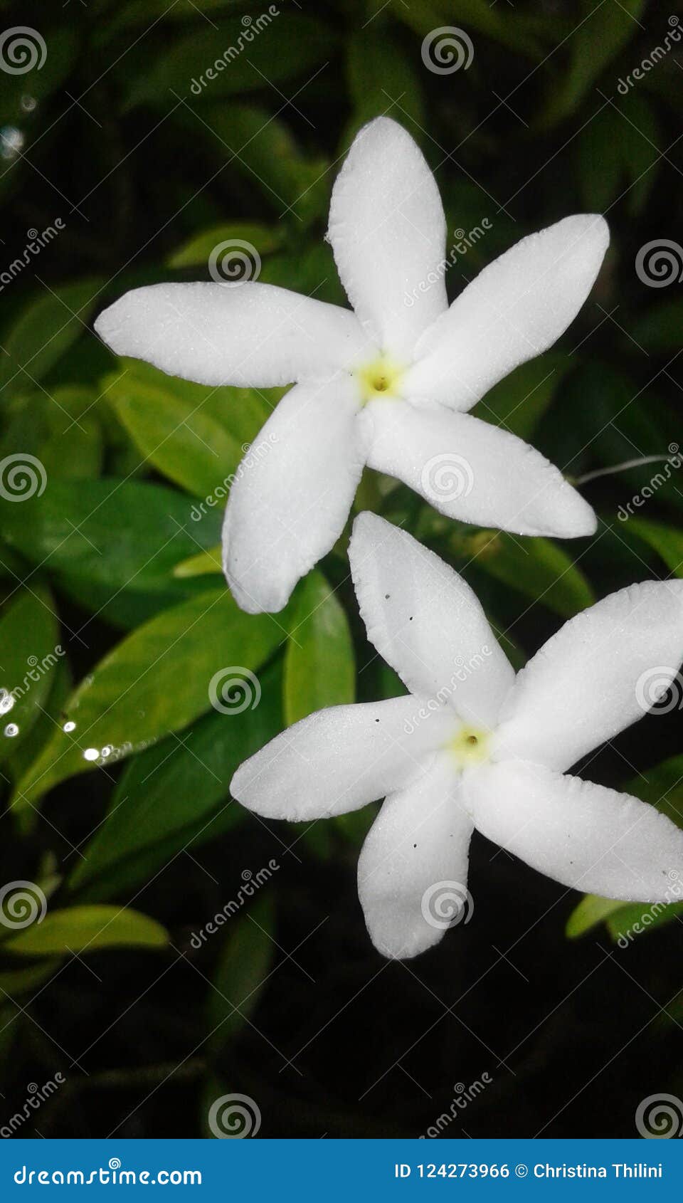 Planta de Idda foto de archivo. Imagen de blanco, flor - 124273966