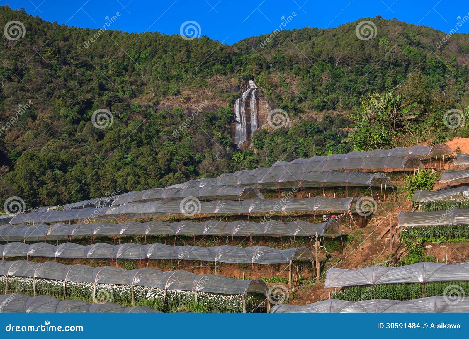Planta De Invernadero, Proyecto Real, Doi Inthanon Foto de archivo ...